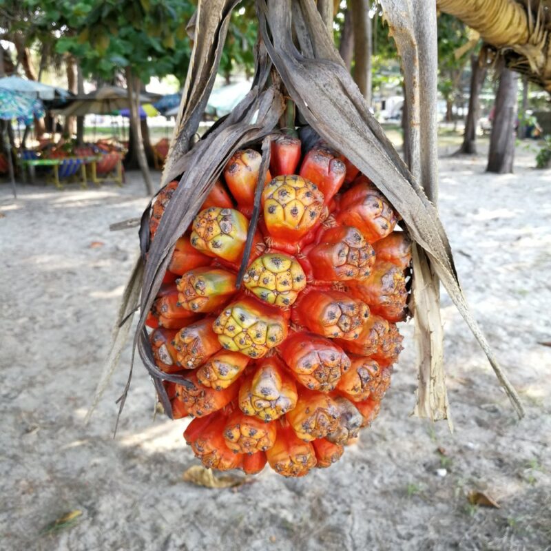 Hala fruit: il frutto che assomiglia ad una Terra che esplode!