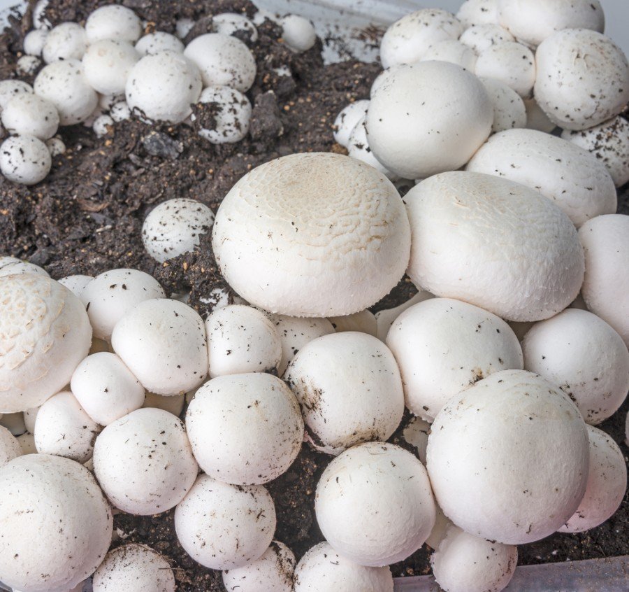 Coltivare funghi freschi in casa: guida pratica