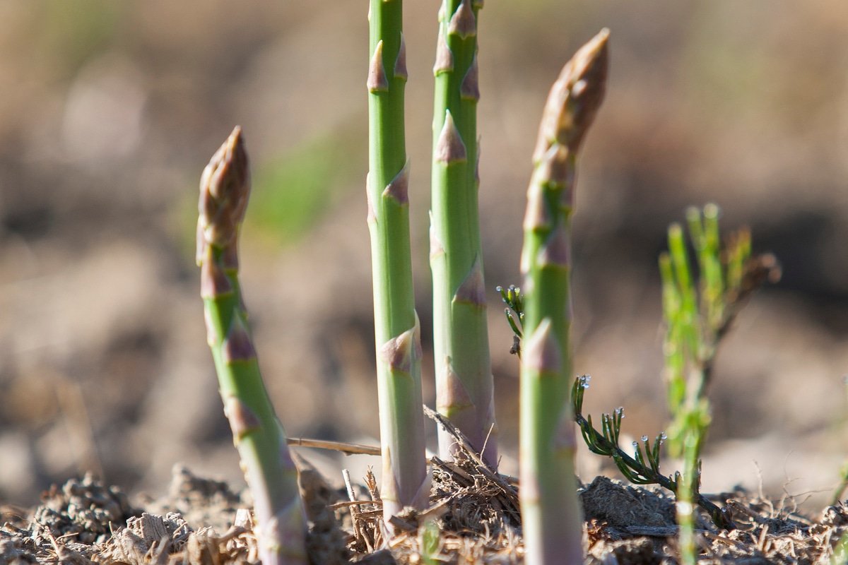 Come coltivare gli asparagi in giardino o in vaso: la guida pratica