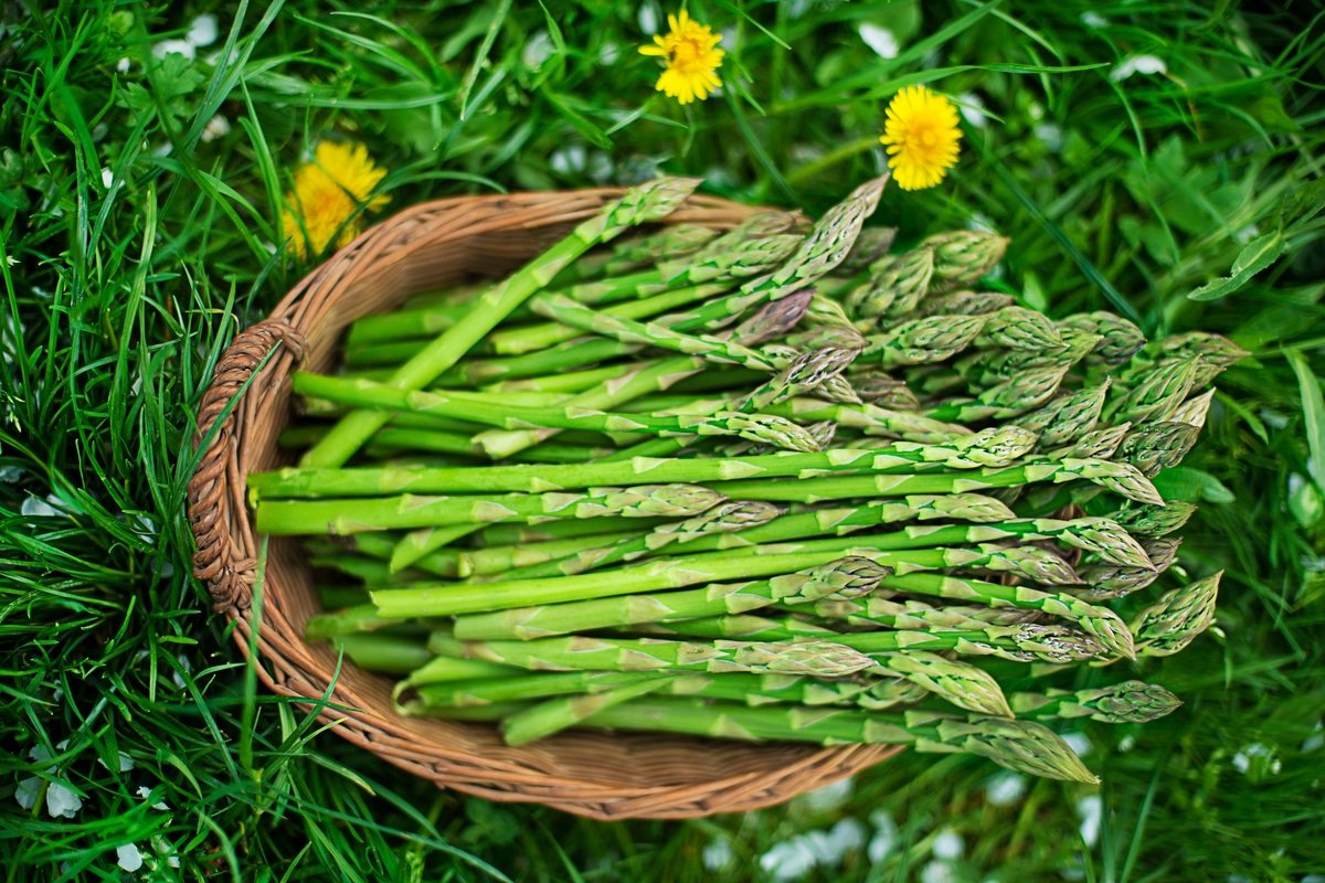 Come coltivare gli asparagi in giardino o in vaso: la guida pratica