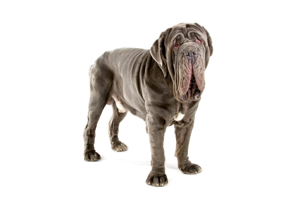 Cani Giganti: Razze, Costi e Guida Completa alla Gestione