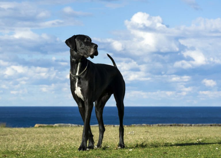 Cani Giganti: Razze, Costi e Guida Completa alla Gestione