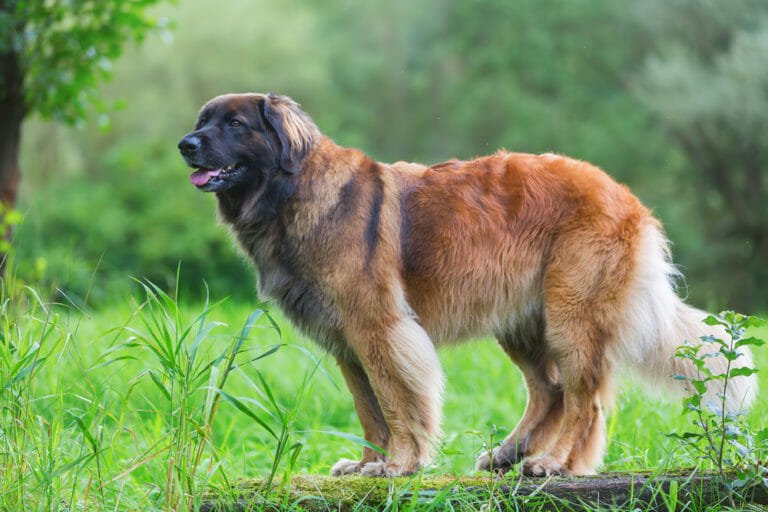Cani Giganti: Razze, Costi e Guida Completa alla Gestione