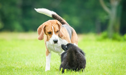 Beagle nano: carattere, aspetto e addestramento - Tuttogreen