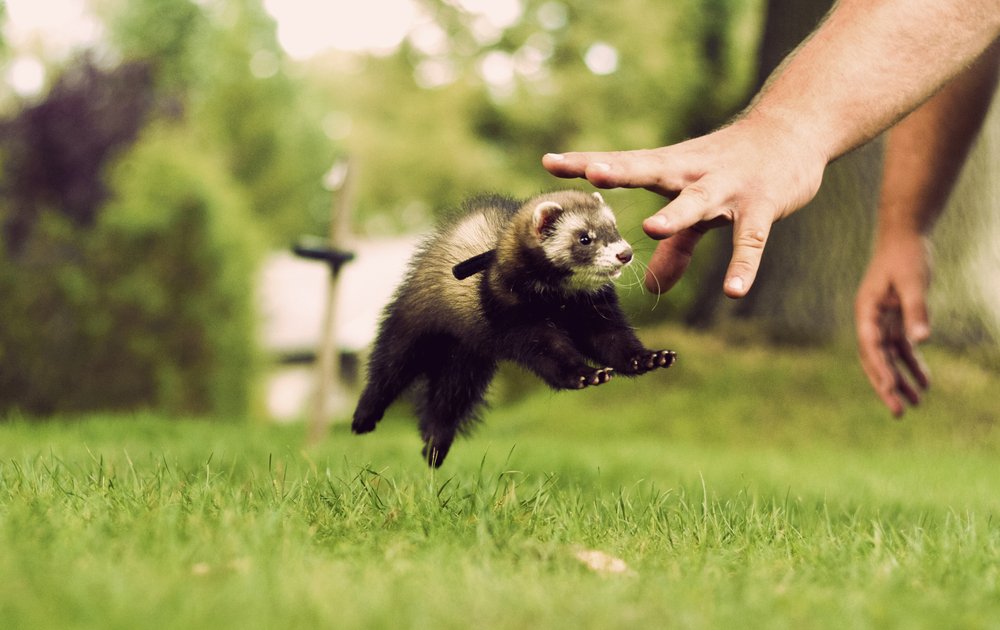 Il furetto: aspetto, abitutini, educazione e comportamento