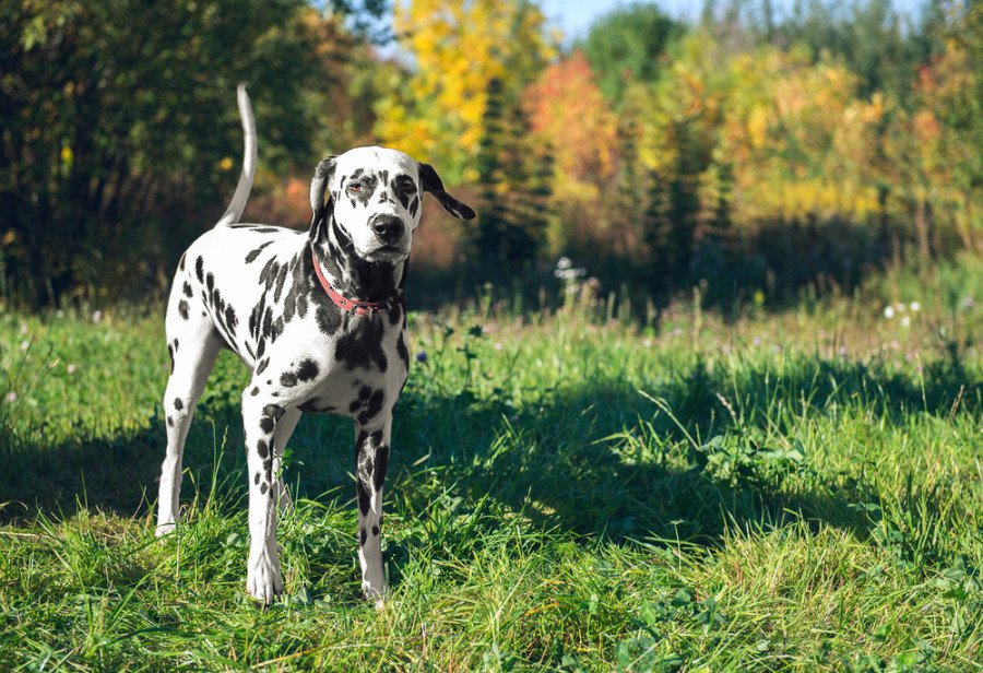 Il dalmata: carattere, educazione, aspetto e altre cose da sapere