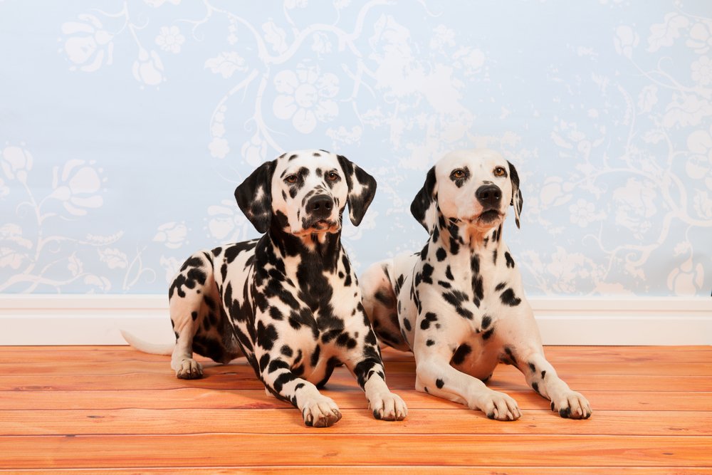 Il dalmata: carattere, educazione, aspetto e altre cose da sapere