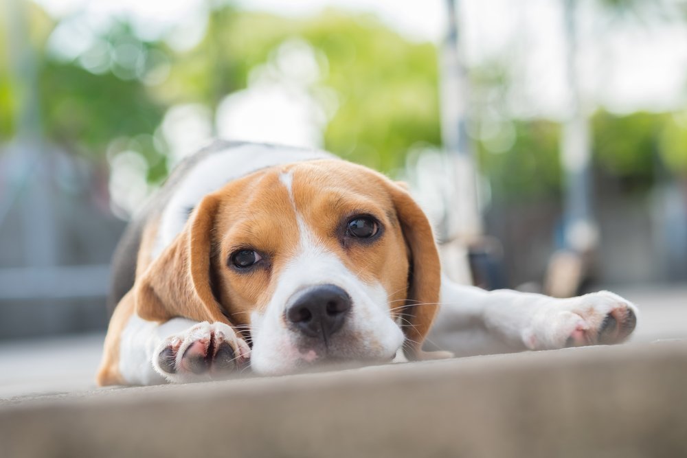 Beagle nain: apparence, traits distinctifs, éducation