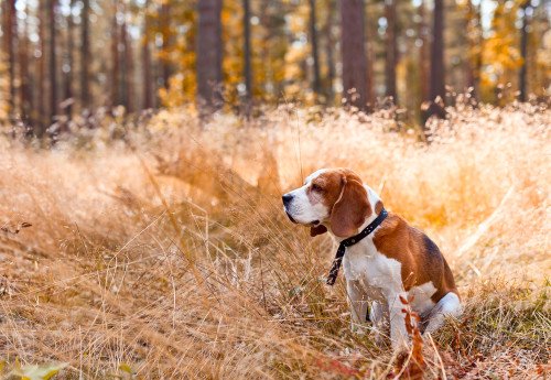 Beagle nano: aspetto, caratteristiche distintive, educazione