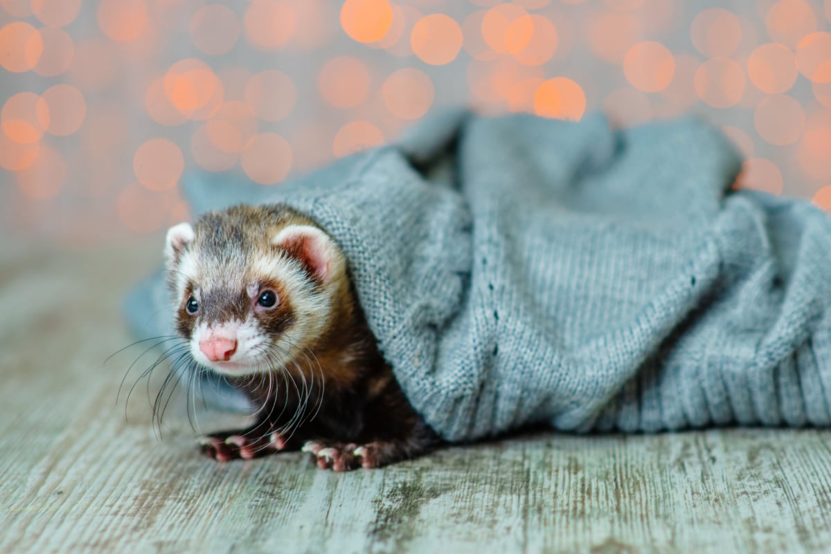 Il furetto: aspetto, abitutini, educazione e comportamento