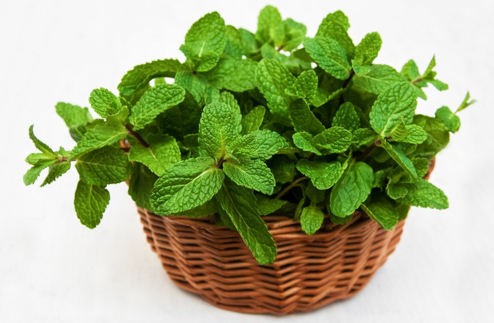 Coltivare menta in vaso o nel terreno: i segreti per farlo con successo