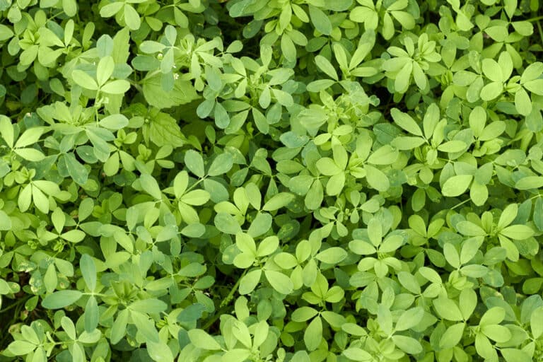 Erba Medica: benefici per la salute e possibili utilizzi