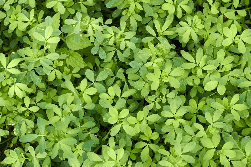 Erba Medica: benefici per la salute e possibili utilizzi