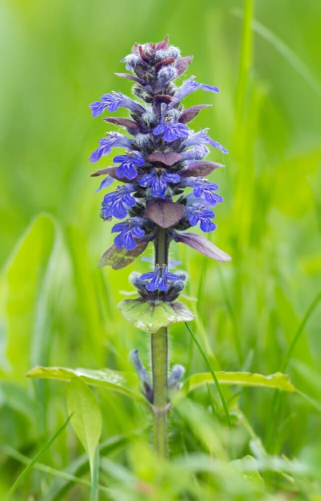 Bugola o Ajuga Reptans: proprietà, benefici e controindicazioni