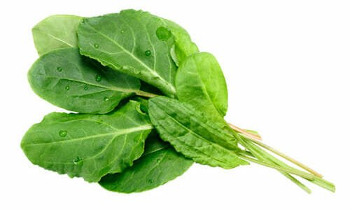 Acetosa: cos'è, proprietà e come utilizzarla in cucina