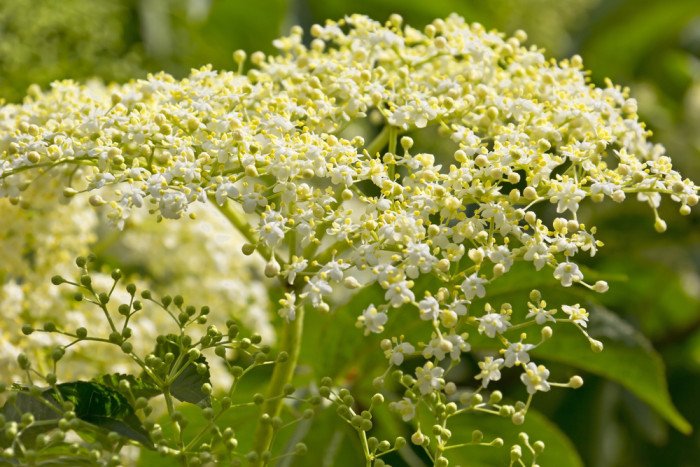 Sambuco: proprietà, utilizzi in cucina e in erboristeria