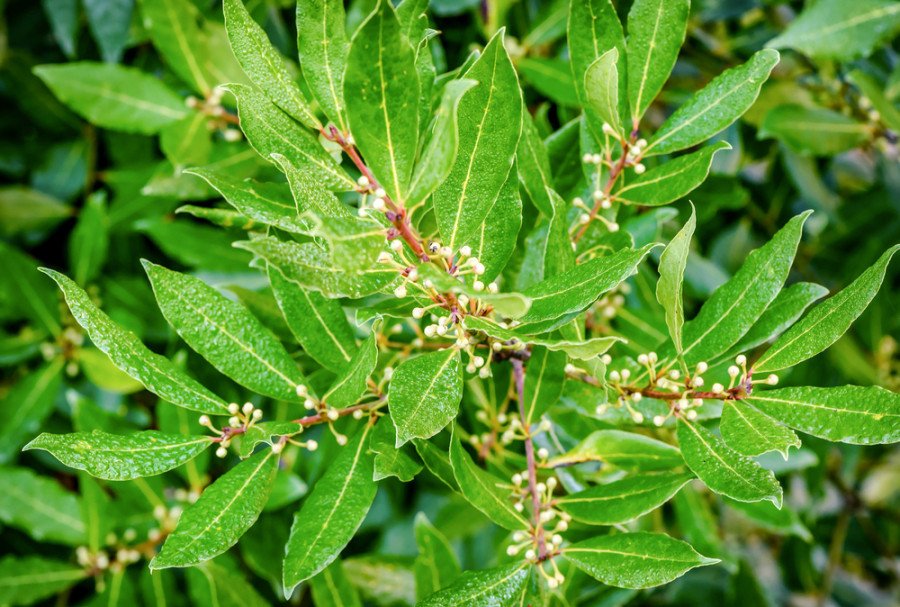 Le Laurier propriétés, avantages et utilisations