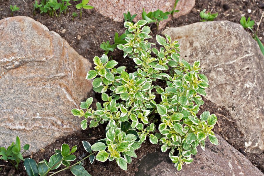 Origano: proprietà, benefici e cose da sapere su questa pianta aromatica