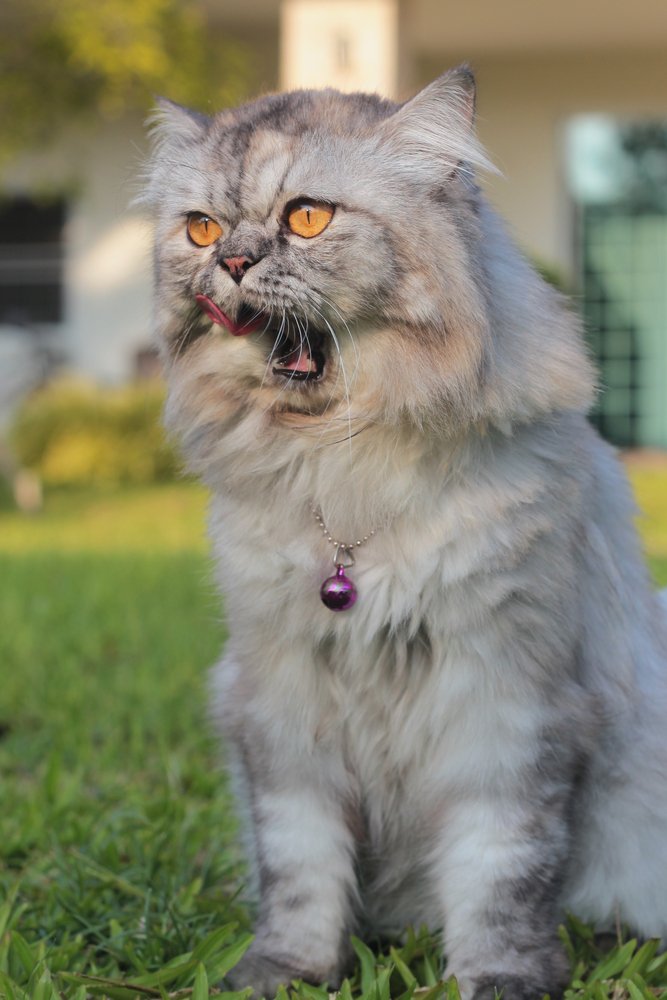 Gatto persiano: carattere, aspetto, educazione e cura