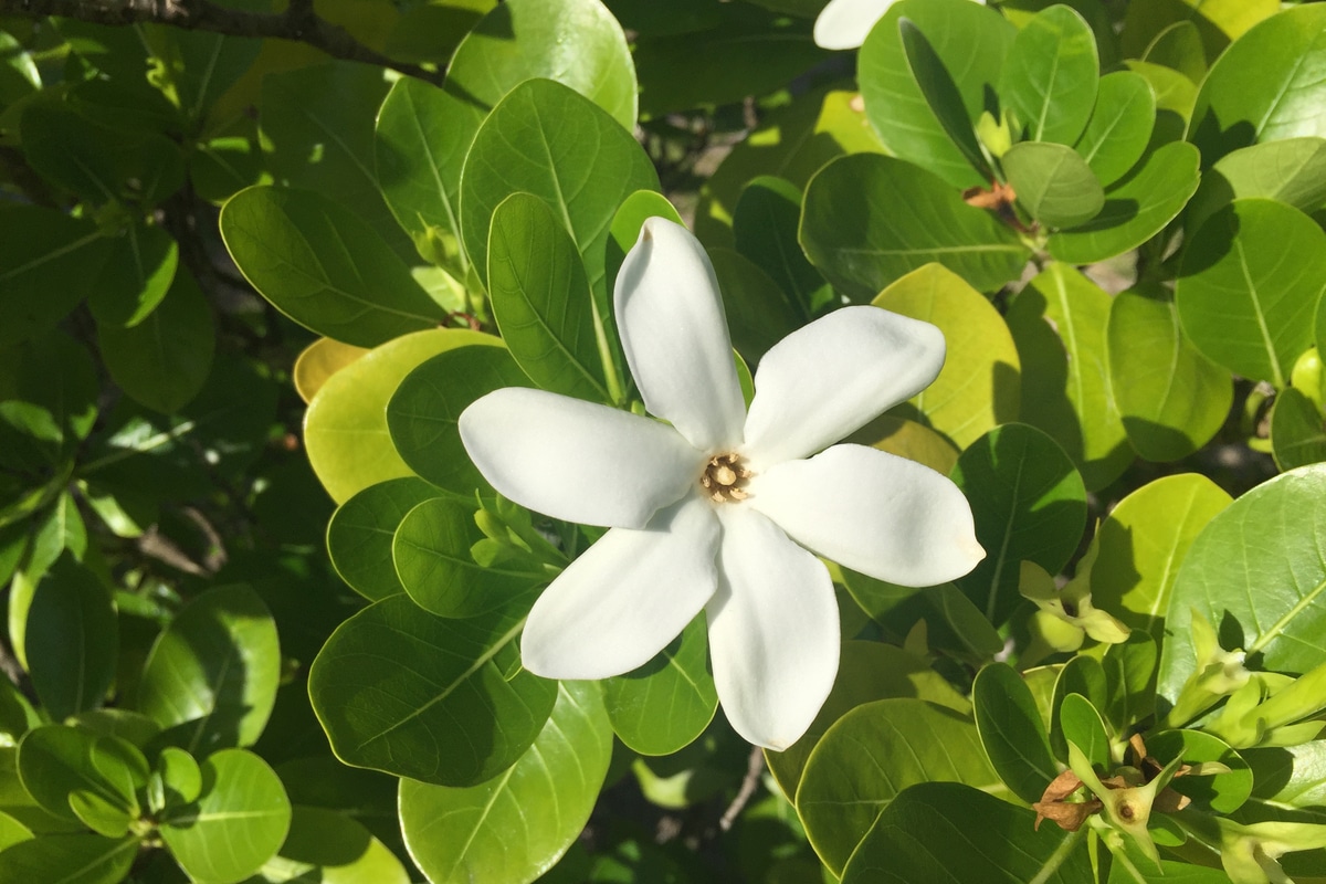 Tiarè: fiore di Tahiti dalle fantastiche proprietà di bellezza