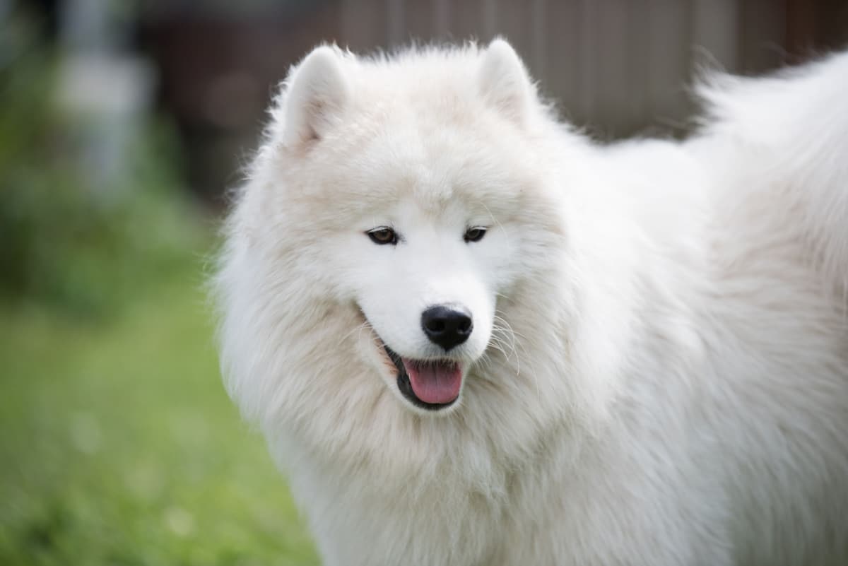 Samoiedo: aspetto, carattere, educazione di questo cane