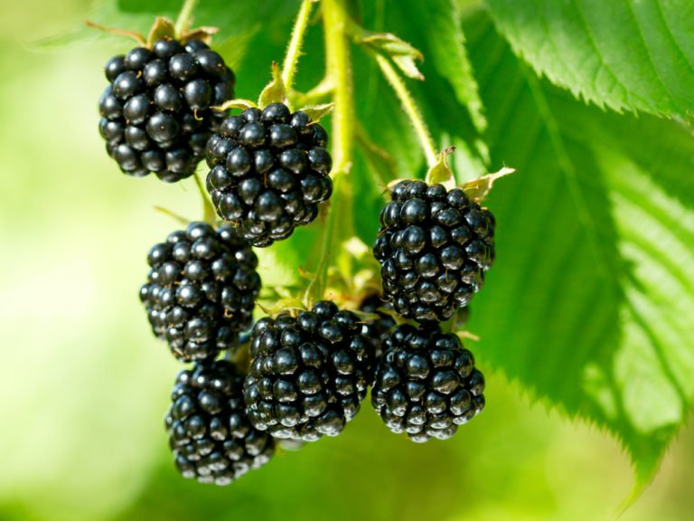 Mora frutto benefici, ricette e utilizzi in cucina e per la salute