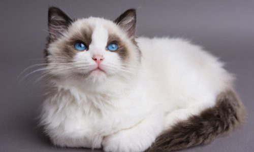 Gatto Ragdoll: aspetto, carattere, educazione - Tuttogreen