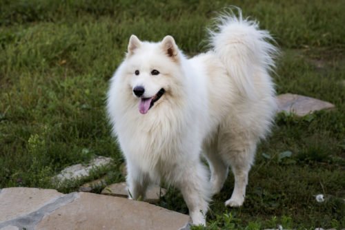 Samoiedo: aspetto, carattere, educazione di questo cane