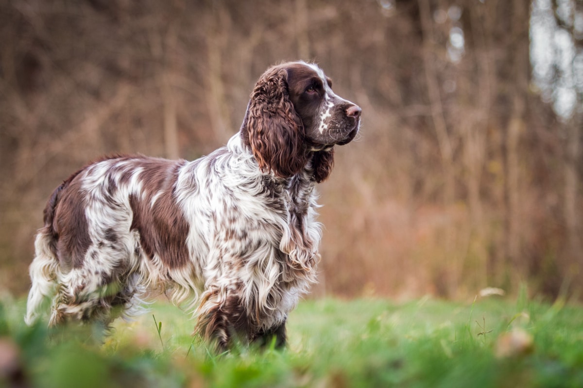 English Springer Spaniel: aspetto, cura e carattere