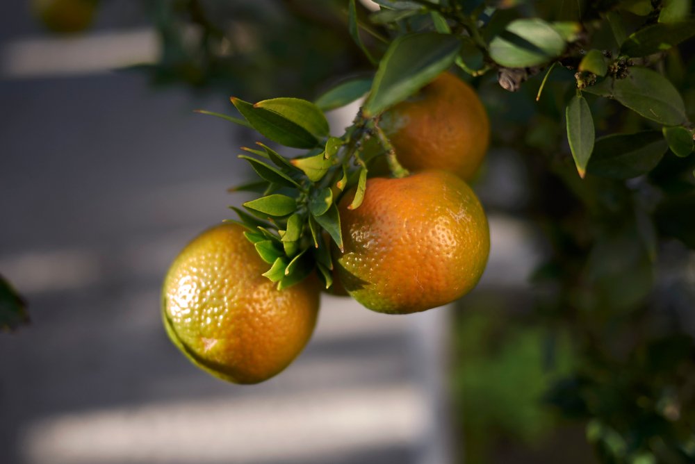 Chinotto: proprietà e ricette con questo agrume ancora poco noto