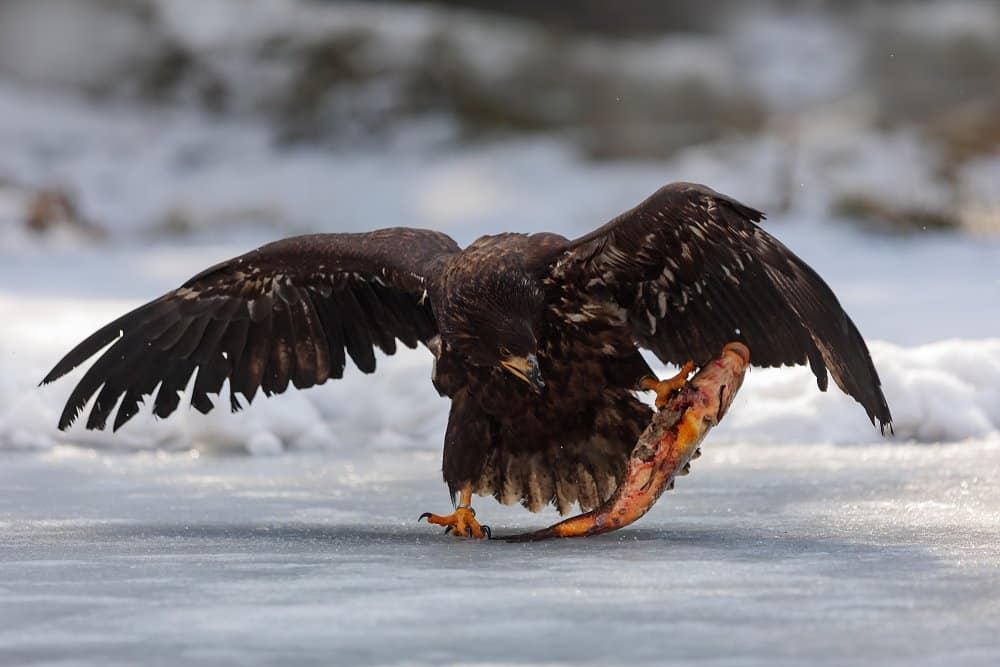 Aquila reale: quello che c'è da sapere sulla regina dei cieli