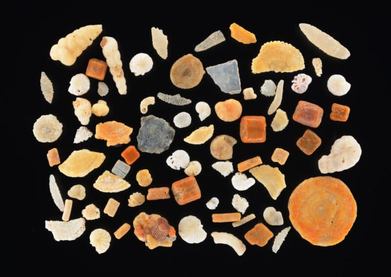 Que contient le sable vu au microscope ? Images spectaculaires