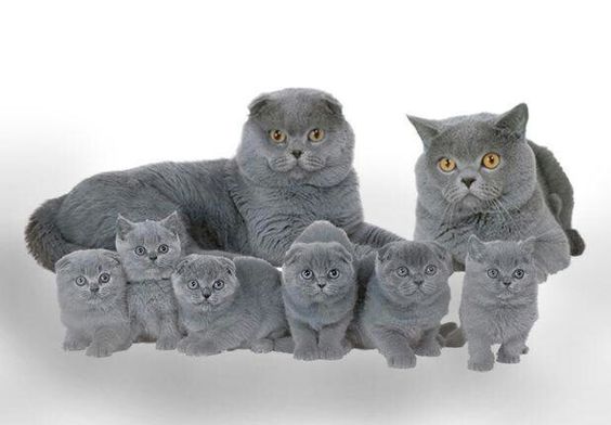 Gatto Scottish Fold, aspetto, carattere e prezzo - Tuttogreen