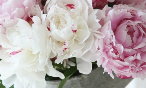 Peonia: varietà, proprietà terapeutiche, consigli per cura e coltivazione