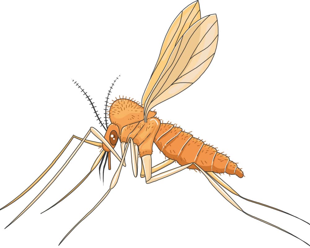 Pappataci: rimedi naturali contro questi insetti