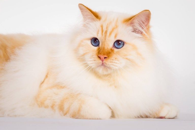 Gatto sacro di Birmania: carattere, educazione e prezzo