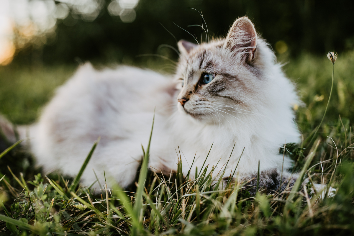 Gatto sacro di Birmania: carattere, educazione e prezzo