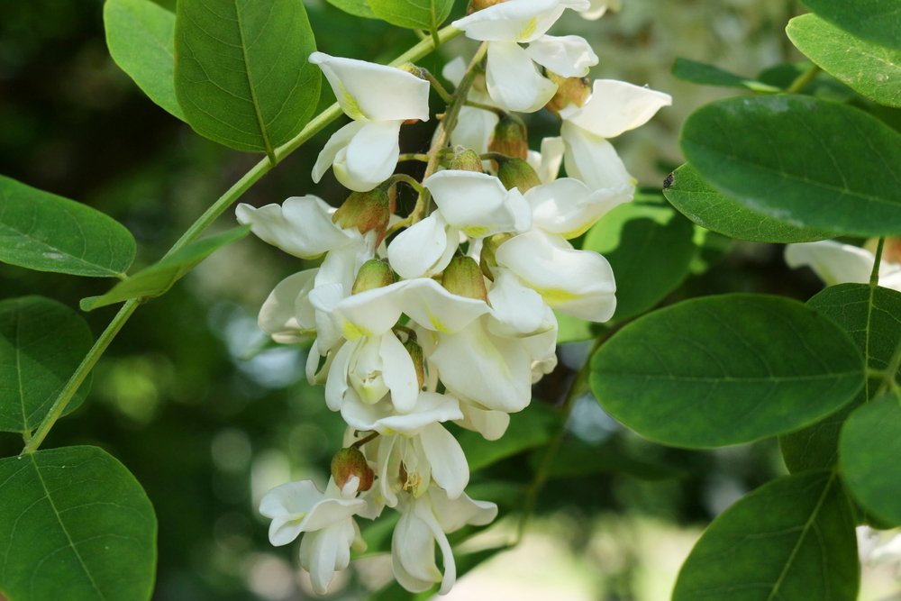 Acacia: tutte le proprietà e gli utilizzi in cucina di questa pianta