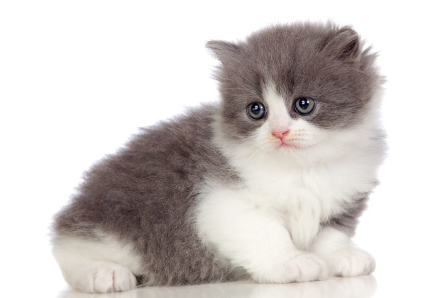 Gatto di angora turco, carattere, aspetto, come allevarlo