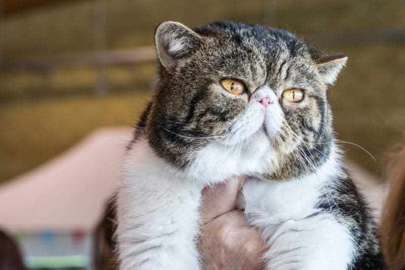 Gatto Exotic Shorthair: carattere, particolarità, cura e prezzo