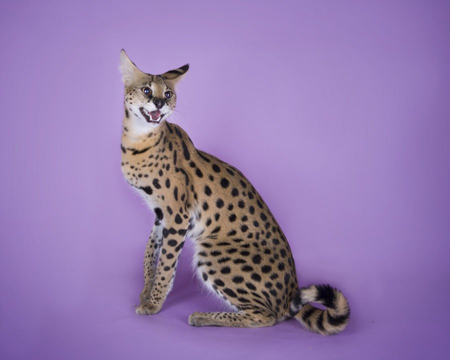 Ashera: ecco il gatto più caro del Mondo