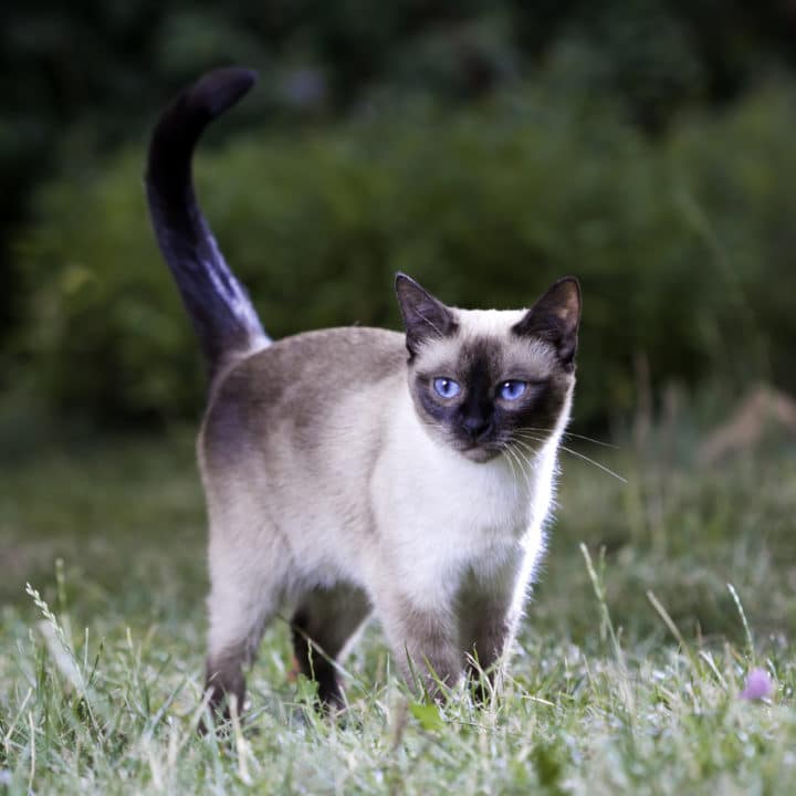 Gatto Thai: aspetto, carattere, alimentazione e cura