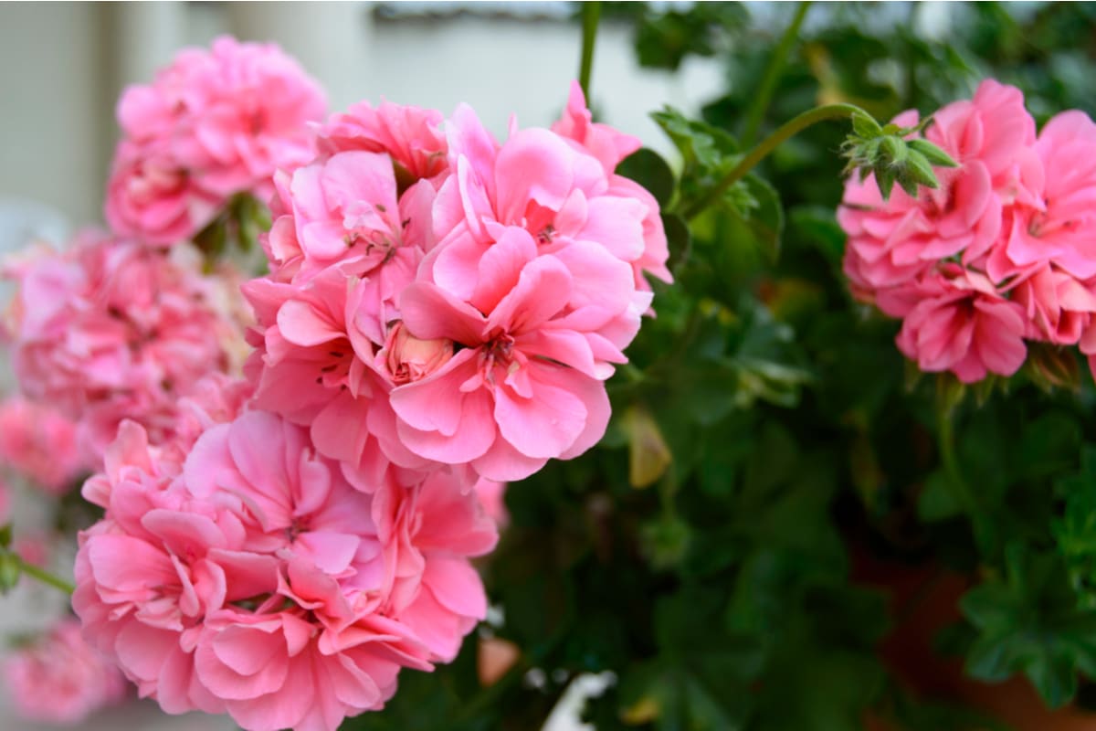 Come coltivare gerani: tipologie, cure e consigli pratici