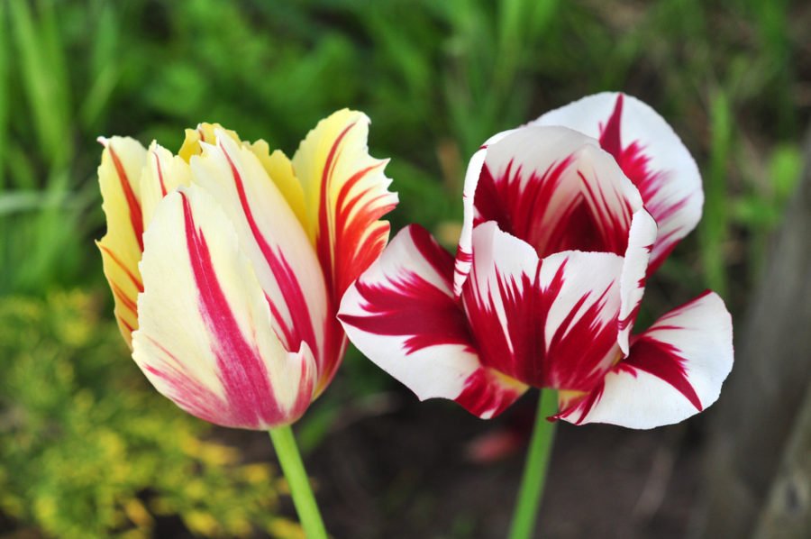 Tulipani: tipologie, gruppi e specie con tante informazioni pratiche
