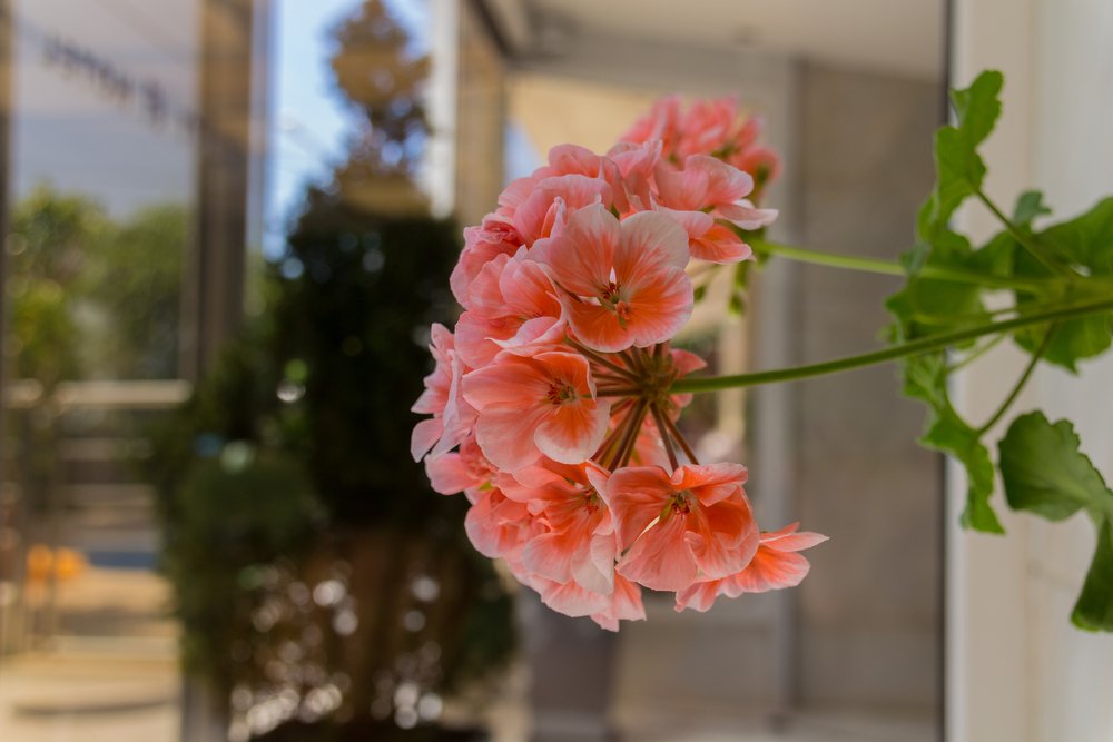 Come coltivare gerani: tipologie, cure e consigli pratici