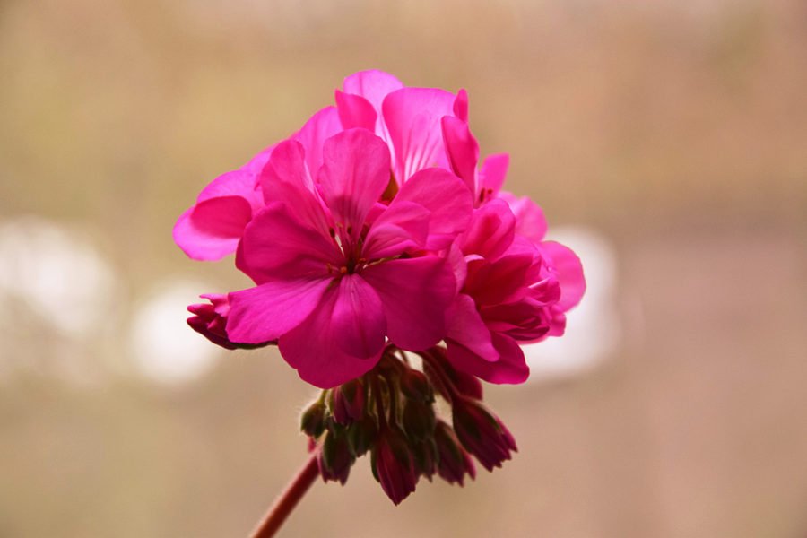 Come coltivare gerani: tipologie, cure e consigli pratici