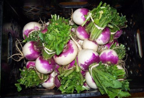 Rapa: come si cucina e le sue proprietà - Tuttogreen