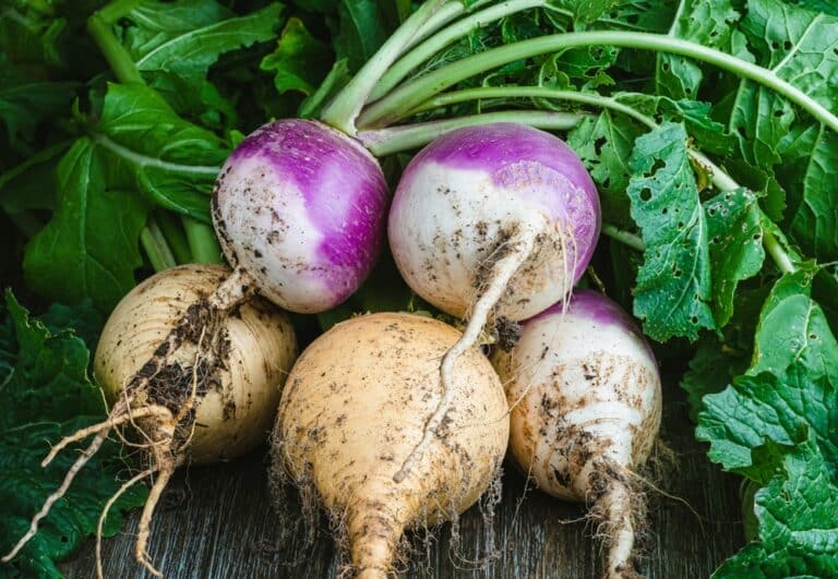 Rapa: come si cucina e le sue proprietà