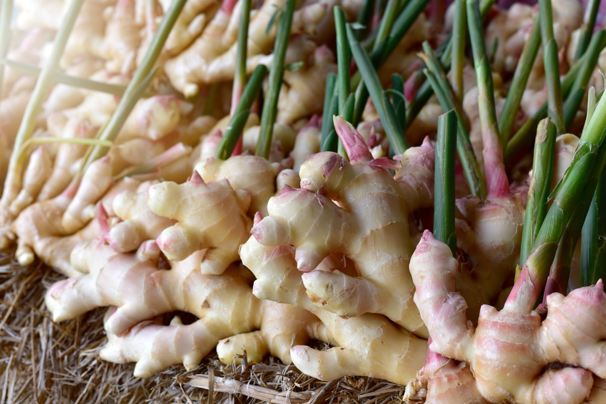 Radici commestibili quali sono e alcune ricette da fare in casa