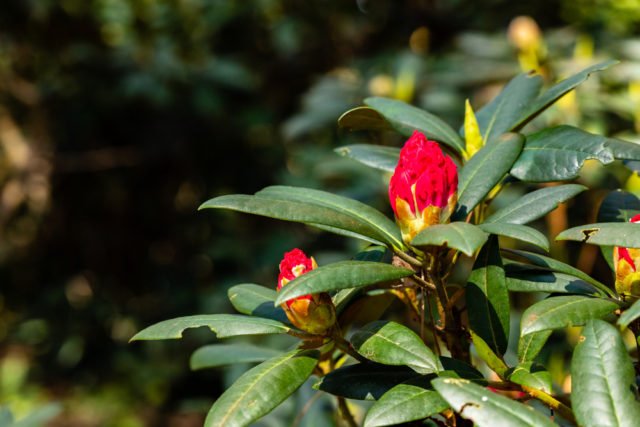 Rododendro: cura, varietà e consigli utili per questa pianta